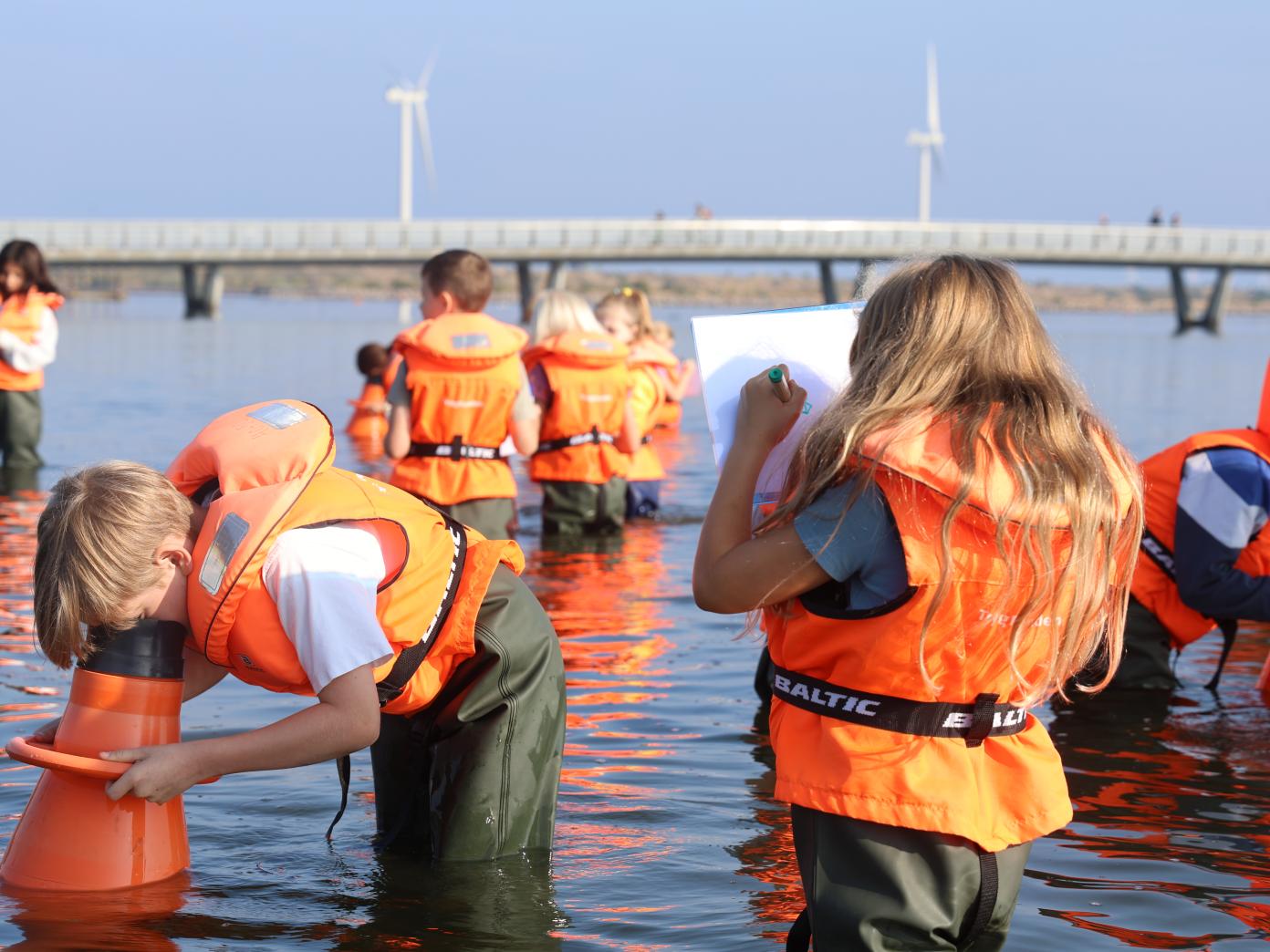 Tang i havet | Naturcenter Amager Strand